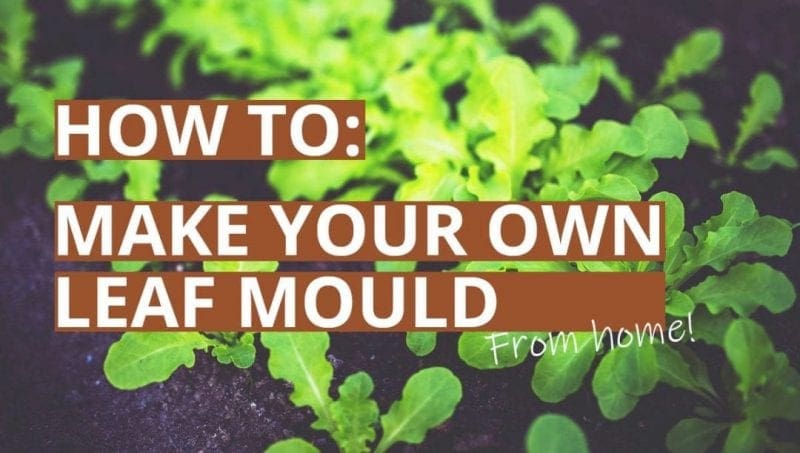 How To Make Leaf Mould For Your Garden | Forest Master