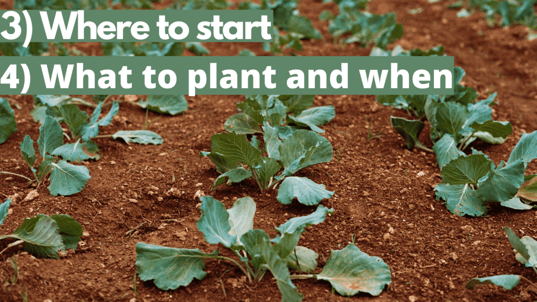 Allotment Ideas For Beginners - The Ultimate Guide. | Forest Master